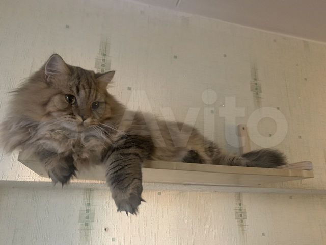 Мальчик остроухий Британец