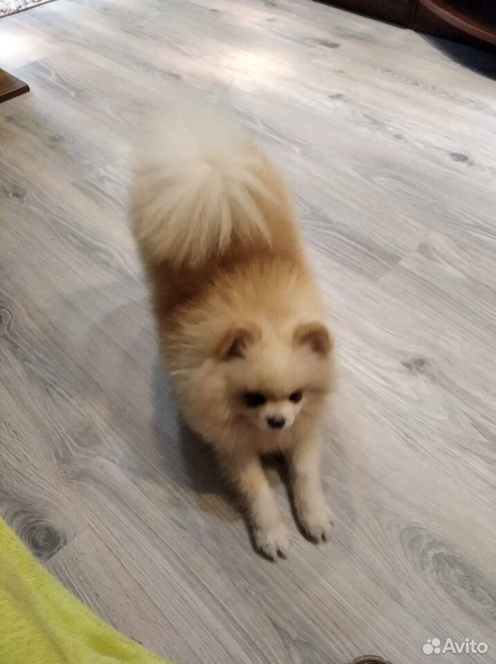 Вязка Шпица Померанца