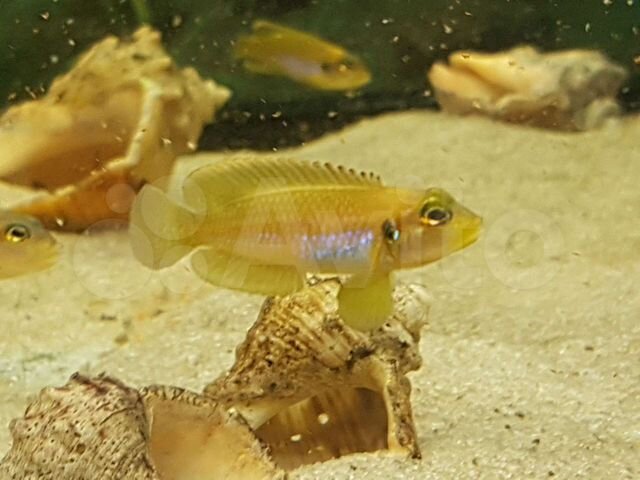 Оцелатус Голд. Танганьика