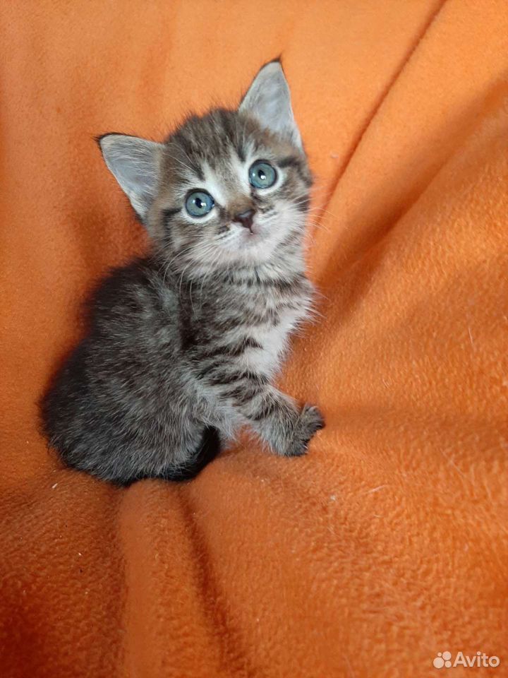 Малышка- Мышка 1 мес