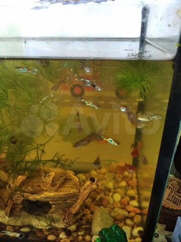 Рыбки меченосцы и гуппи