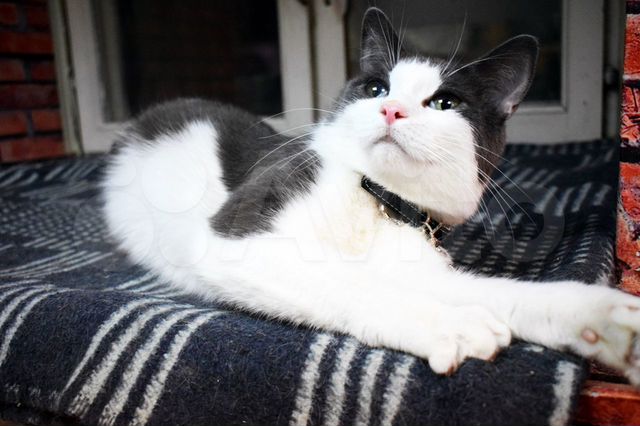 Котик Борис 1,5 года ищет дом