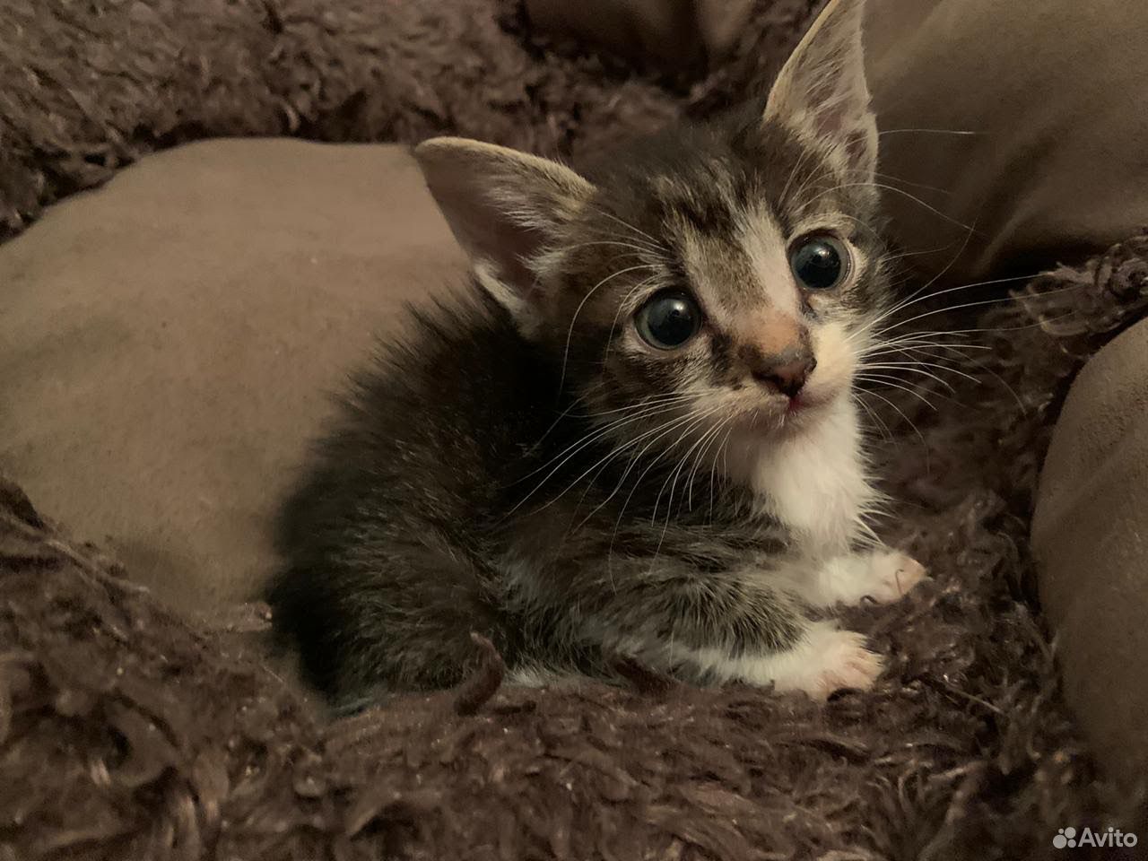 Котёнок-спасёныш