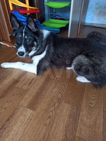 Озорная Лаки ищет свой дом