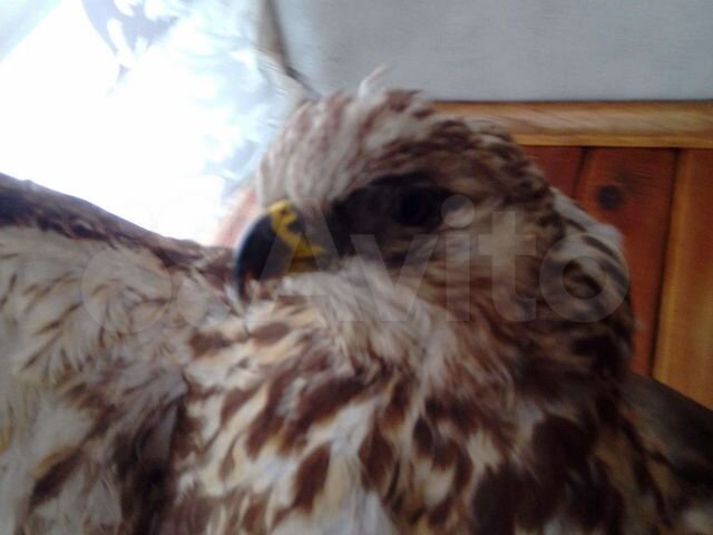 Птица чучело