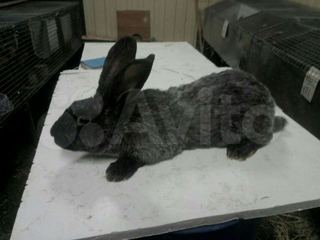 Крол Серебро