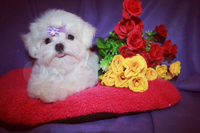 Красавчик мальтезик 3 мес