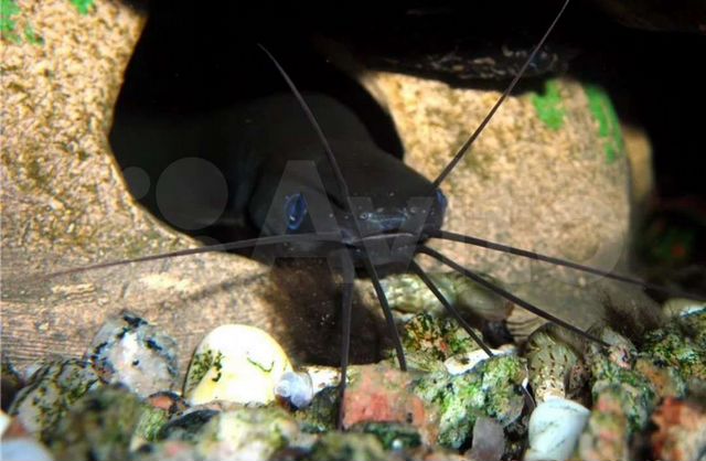 Сомик межкожаберный