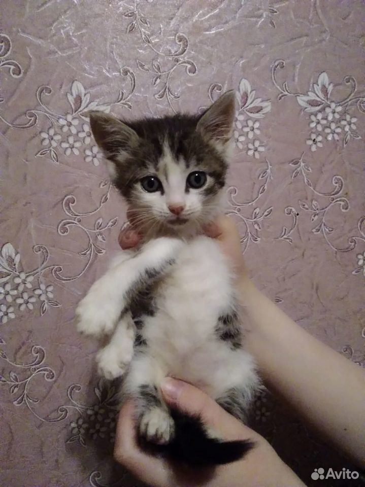 Котенок мальчик Тиня в дар 1,5 мес