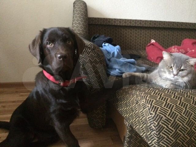 Лабрадор девочка 8 месяцев