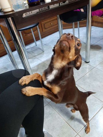 Вязка бесплатно