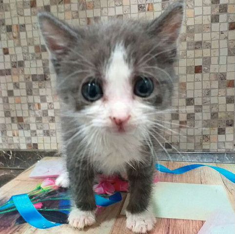 Котёнок