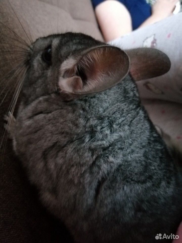 Продам шиншиллу