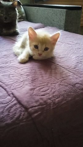 Кошка