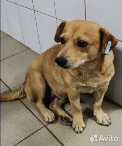 В добрые руки