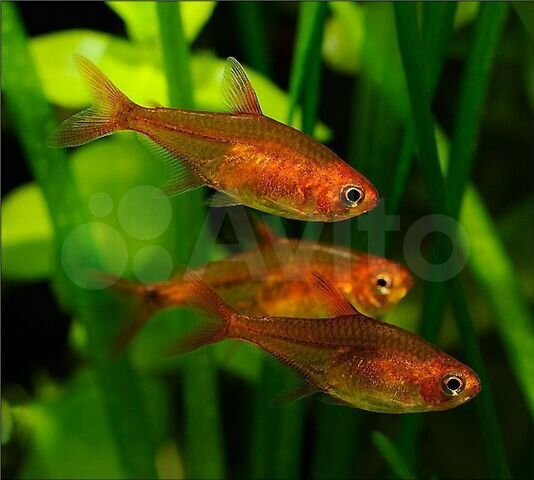 Рыбки тетра аманды