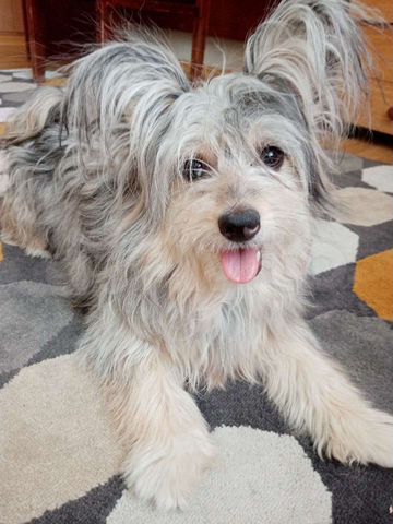 Собака, в добрые руки, метис шпиц/болонка