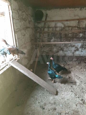 Боевая птица