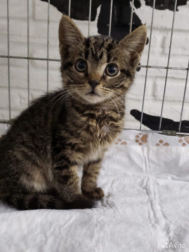 Котёнок 1,5 месяца девочка