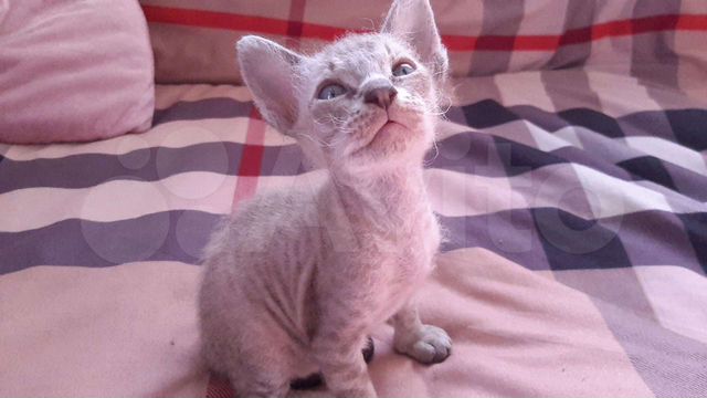 Донской сфинкс с лёгким пушком