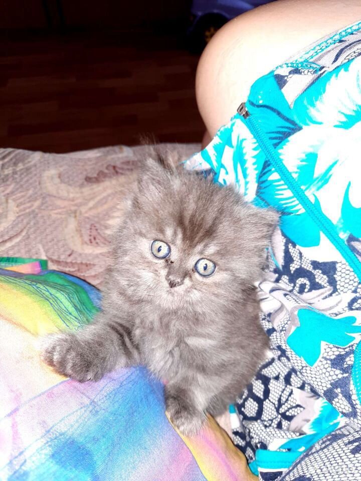 Британская кошечка