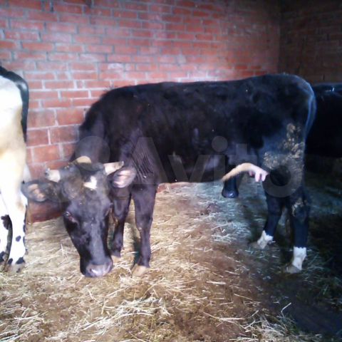 Корова с теленком