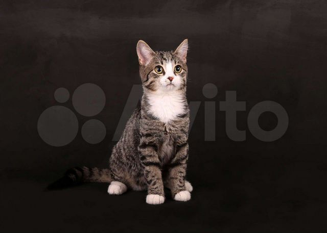 Полосатый котёнок, 3-4 месяца