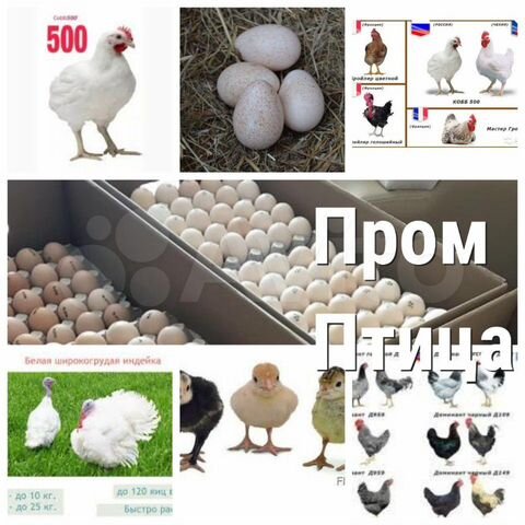 Инкубационное яйцо. Цыплята. Молодняк