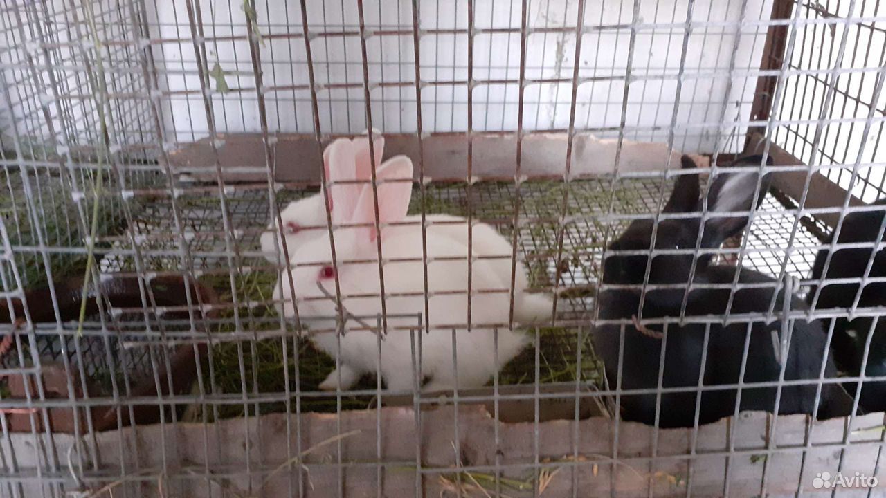 Кролики,крольчата