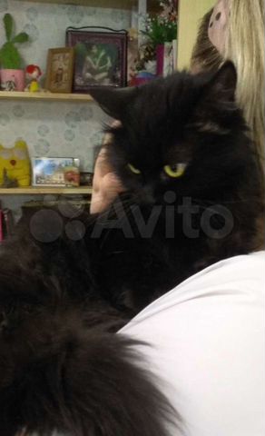 Ночка - Чернышка