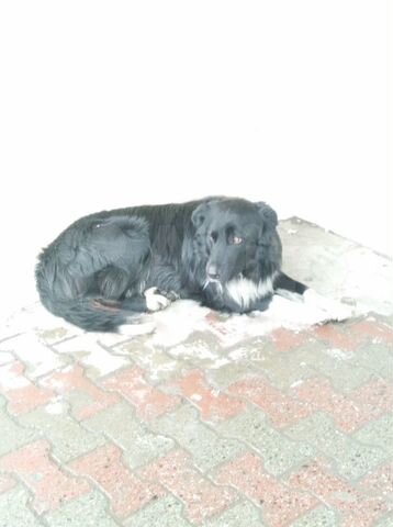 Самый преданный и благородный пес ищет семью