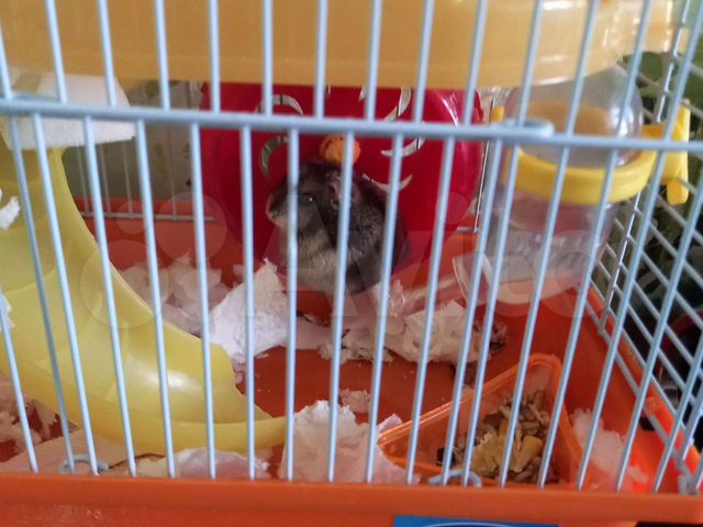 Джунгарский хомяк бесплатно