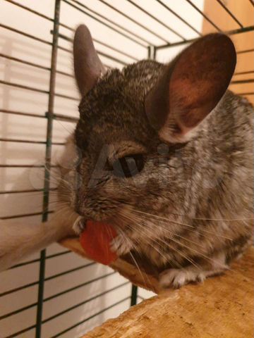 Продам семью шиншилл