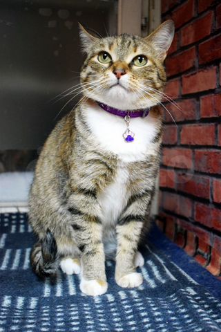 Кошечка София 1,5 года ищет семью