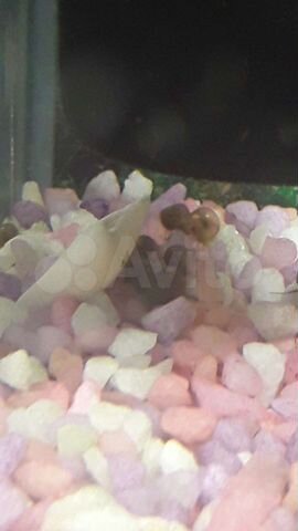 Аквариумные улитки