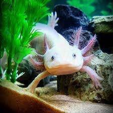 Аксолотли альбиносы (белые)