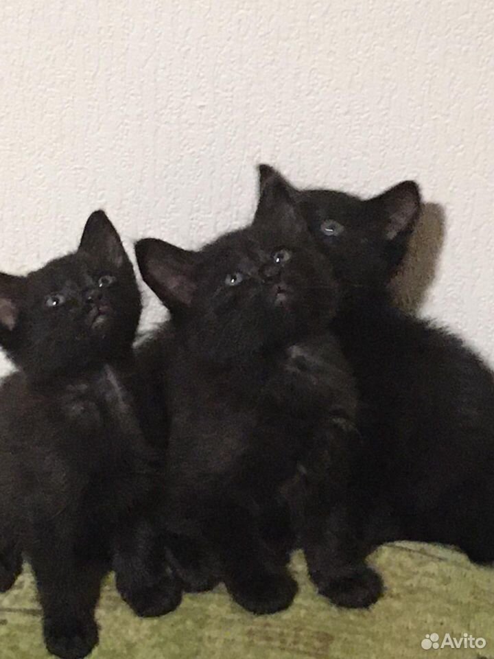 Котята в добрые руки)