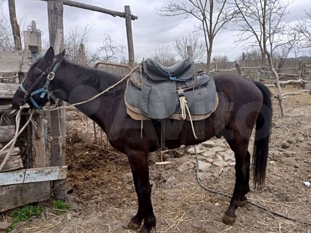 Конь Карачаевской пароды