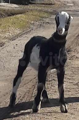 Козлики Ламанча