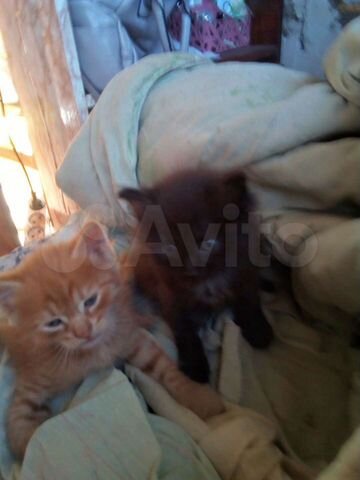 Котята-мальчики