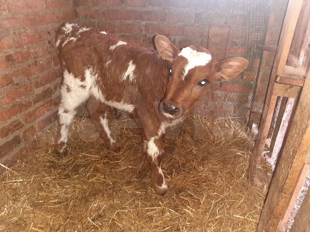 Телята домашние