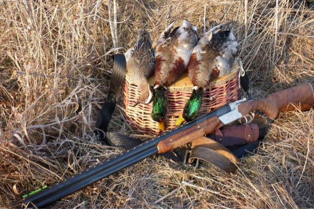 Дикие утки селезень чернеть