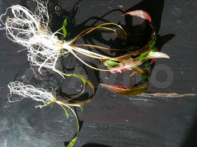 Криптокарина, анубиас