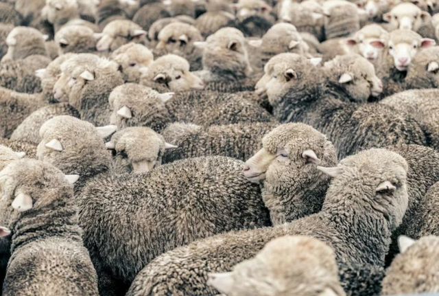Овцы бараны