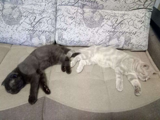 Котики на вязку