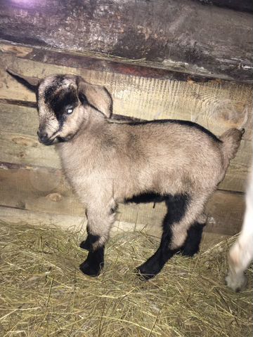 Козел на племя