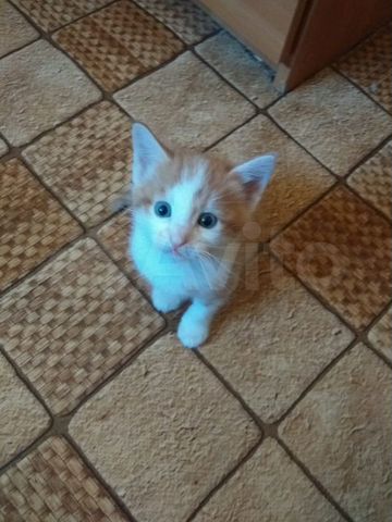 Котёнок симончик, 1.5 месяца
