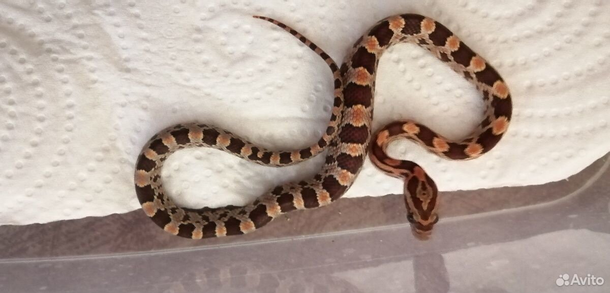 Змея маисовый полоз